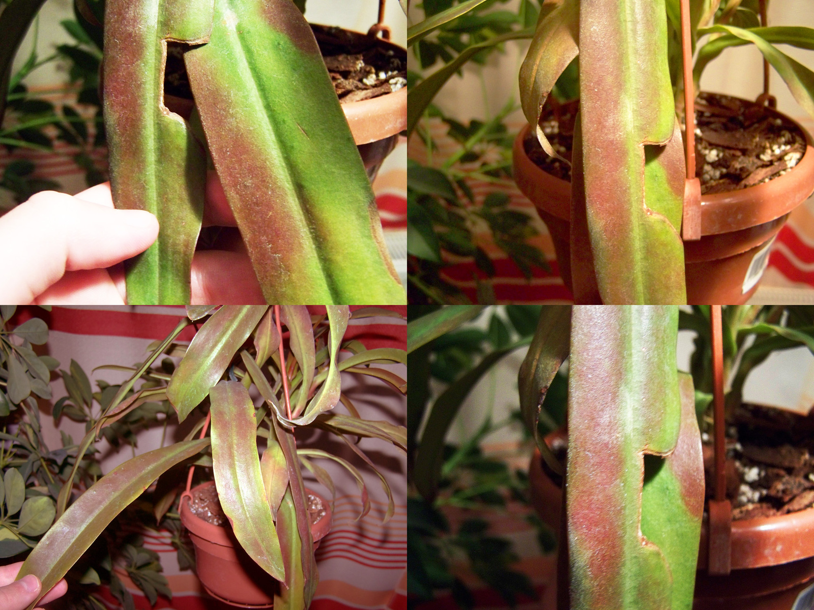 Nepenthes strange leaves - Updated, still seeking help! - FlyTrapCare Forums